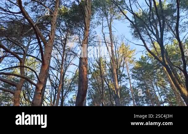 Pine forest with young pines and brushwood. Green forest with conifers ...