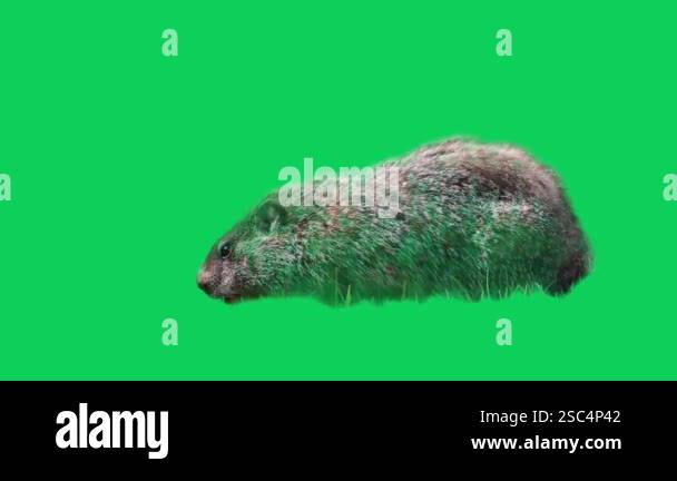 High-quality video of a groundhog from an animal video on a green ...
