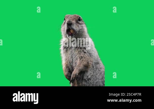 High-quality video of a groundhog from an animal video on a green ...