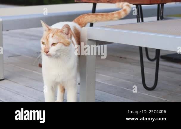Navigating cat Stock Videos & Footage - HD and 4K Video Clips - Alamy