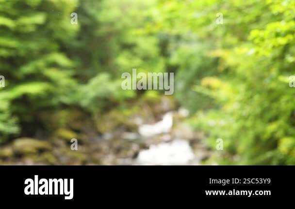 Lush greenery surrounds a flowing forest stream Stock Video Footage - Alamy