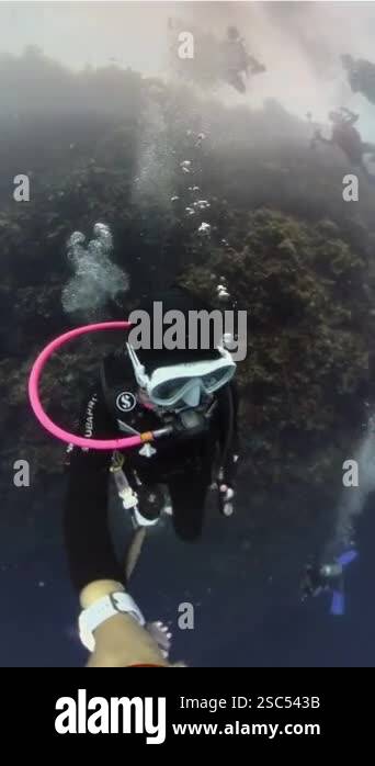 Manado, Indonesia - Jun 24 : Green sea turtle and scuba diver swimming ...