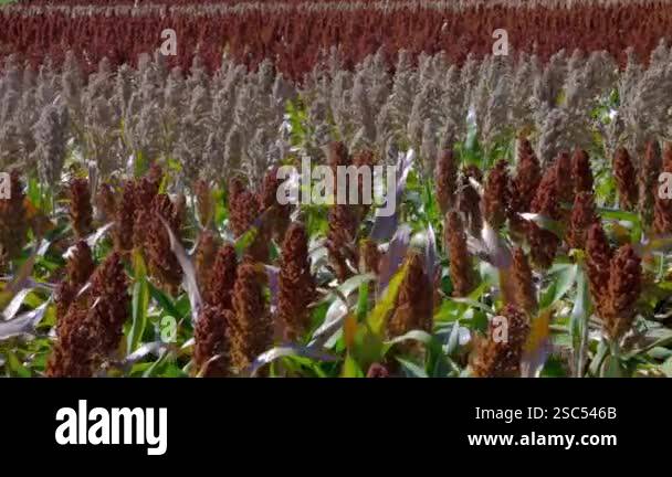 A sorghum field with colourful panicles: red and silver. Sorghum crops ...