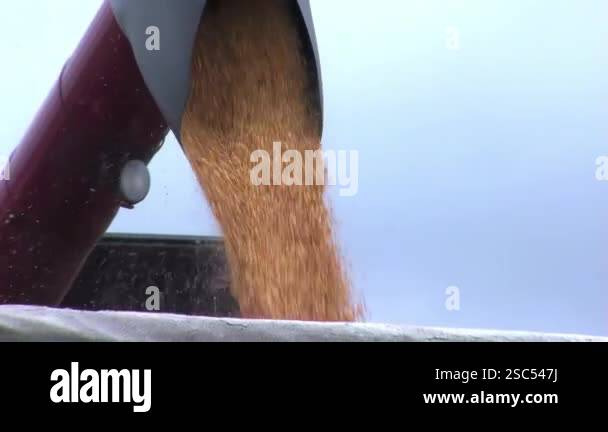 Corn grain handling harvesting Stock Videos & Footage - HD and 4K Video ...