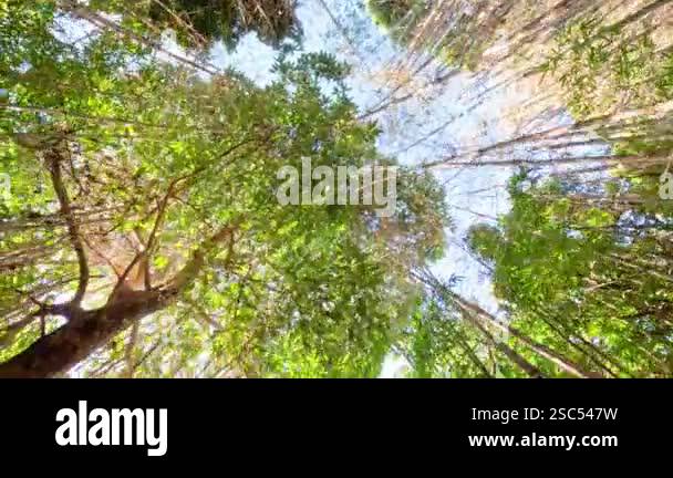 Lush tree canopies Stock Videos & Footage - HD and 4K Video Clips - Alamy