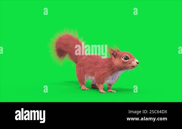 Green Screen Squirrel Rodent Idle Loop Animals 3D Rendering Animation CGI 4K Stock Video Footage ...