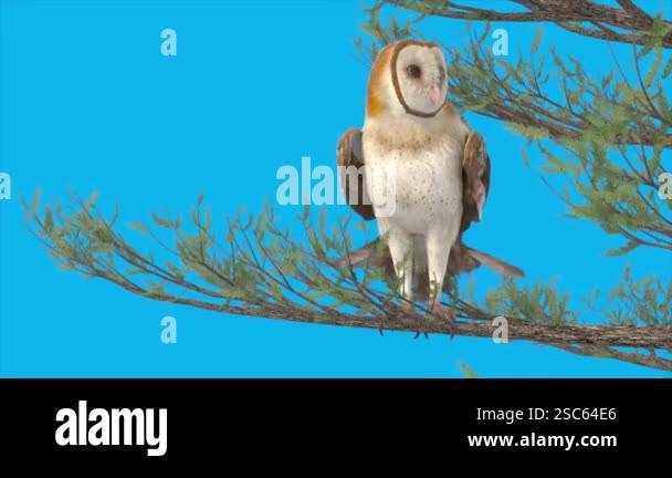 Blue Screen Barn Owl Bronze Loop Birds, Tree 3D Animations Rendering ...