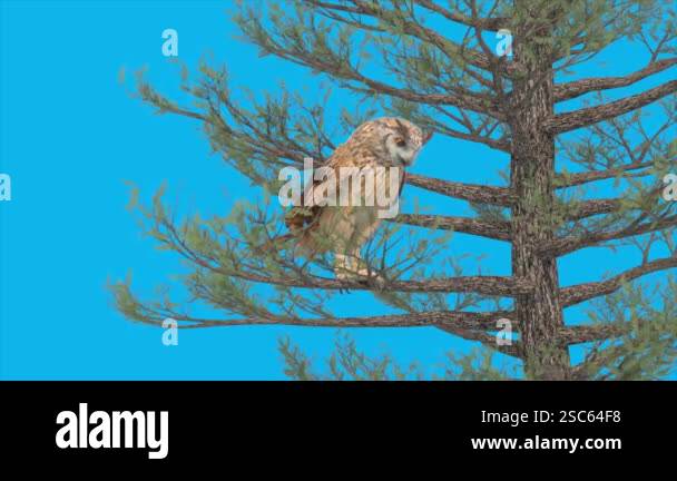 Blue Screen Eagle Owl Start Loop Side Birds, Tree 3D Animations ...