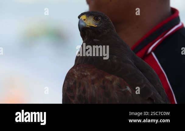 Hawk with handler Stock Videos & Footage - HD and 4K Video Clips - Alamy
