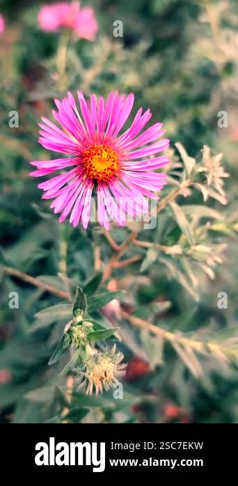 Blooming aster flower close up. Small blooming pink flower with green ...