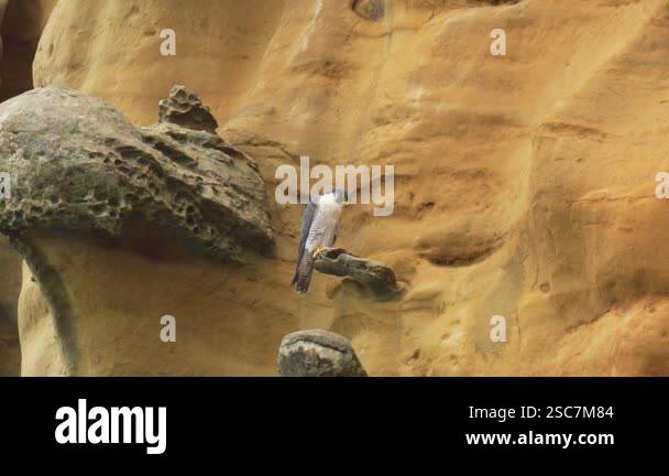 Peregrine falcon behavior sitting on a cliff and cleaning Stock Video ...