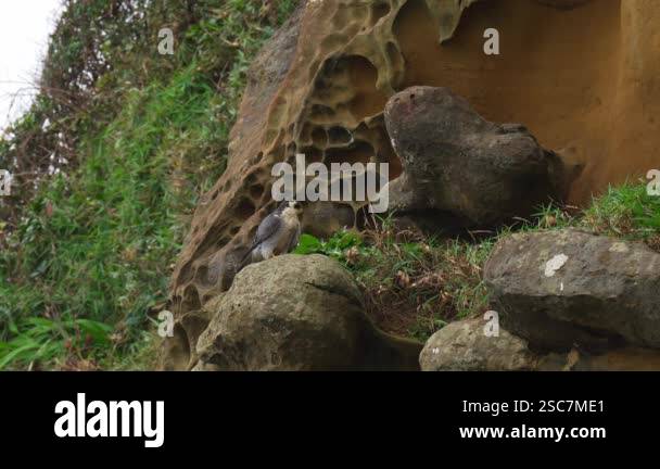 Peregrine falcon sitting on a rock and cleaning the feathers Stock ...