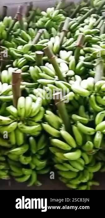 Bananas stacked Stock Videos & Footage - HD and 4K Video Clips - Alamy