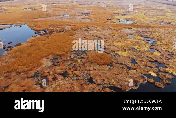 Morning Fly Over Vast Vibrant Swamp Marsh Lake Area Rural Natural Park ...