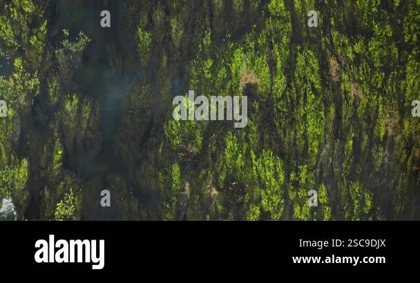 Rural Swamp River Subtropical Climate Natural Symmetry Trees Algae ...