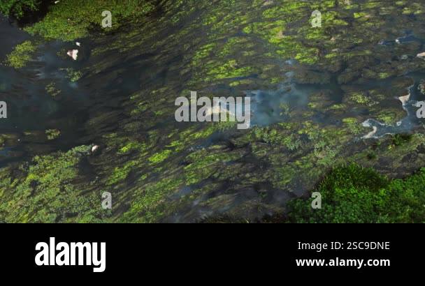 Marsh Dirty River Dark Waters Cloudy Day Rural Green Swamp Mud Waters ...