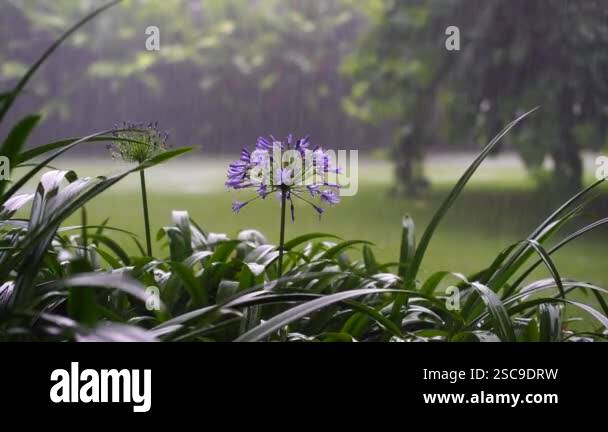 Agapanthus praecox, blue lily flower during tropical rain, close up ...