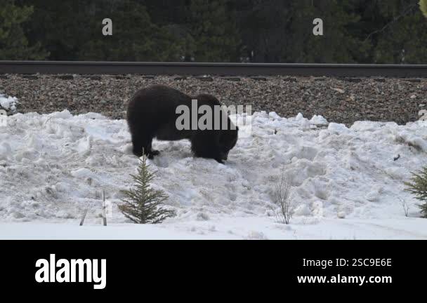Grizzly bear in the spring Stock Video Footage - Alamy