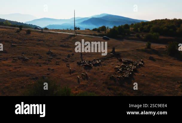 Serbian sheep Stock Videos & Footage - HD and 4K Video Clips - Alamy