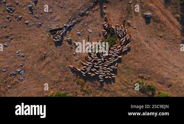Natural Movement Of A Sheep Flock Rural Pastor Life In Eastern Europe ...