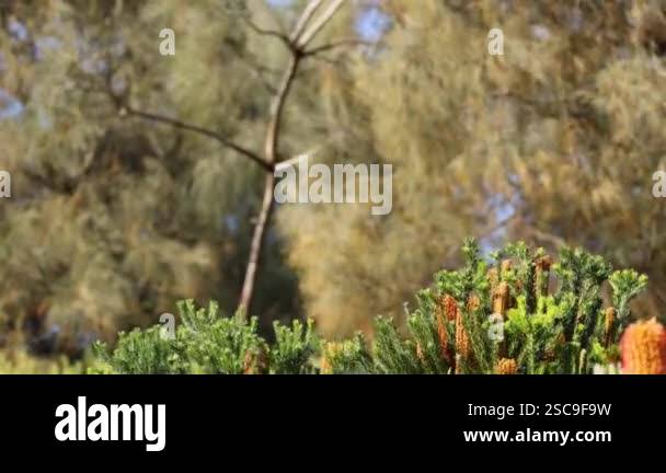 Tree planting activity Stock Videos & Footage - HD and 4K Video Clips ...
