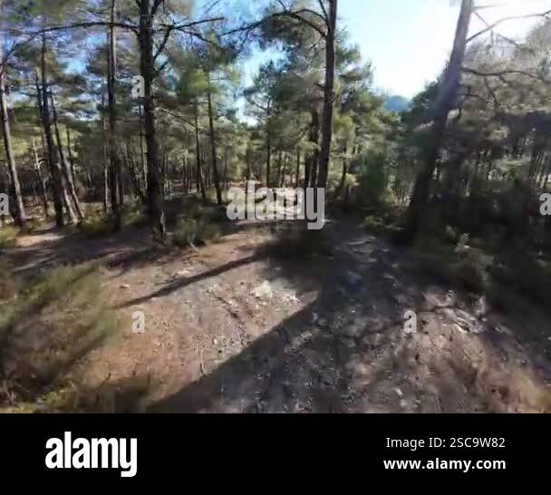 Forest sunlight path. High quality FullHD footage Stock Video Footage ...