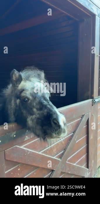 Pony on a farm close-up Stock Video Footage - Alamy