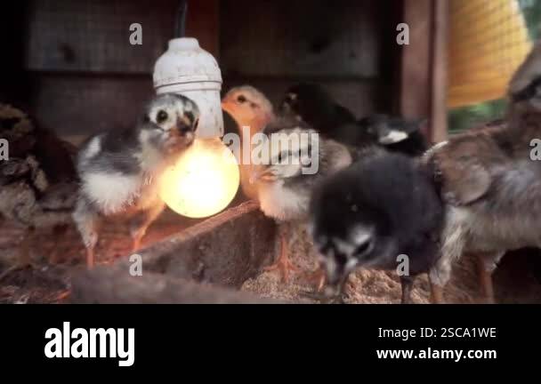 Cute Baby Chick Inside a Cage Stock Video Footage - Alamy