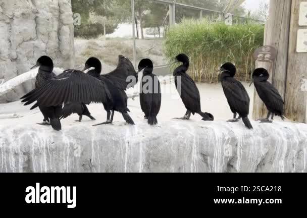 crow in zoo. 4k video Stock Video Footage - Alamy