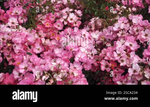 A mesmerizing cluster of soft-pink floribunda roses named 'Fortuna ...