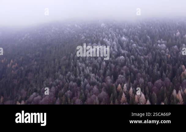 Flying over a forest landscape in winter , freezing white frosted tree ...