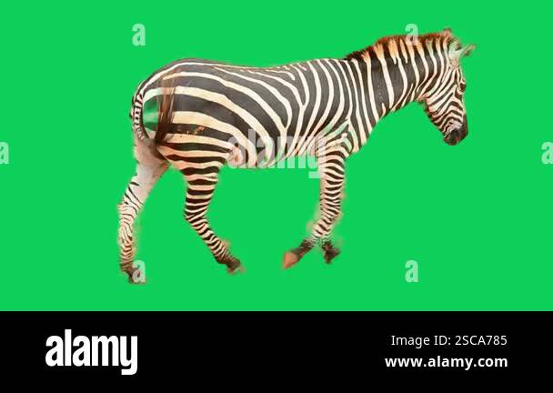 High-quality video of a zebra from an animal video on a green screen ...