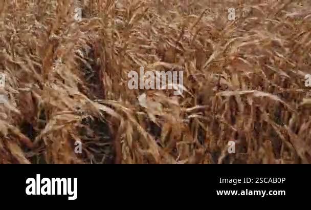 A close-up view of a dry cornfield with rows of brown corn stalks ...