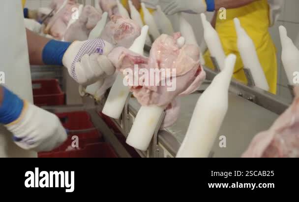 Handling poultry Stock Videos & Footage - HD and 4K Video Clips - Alamy