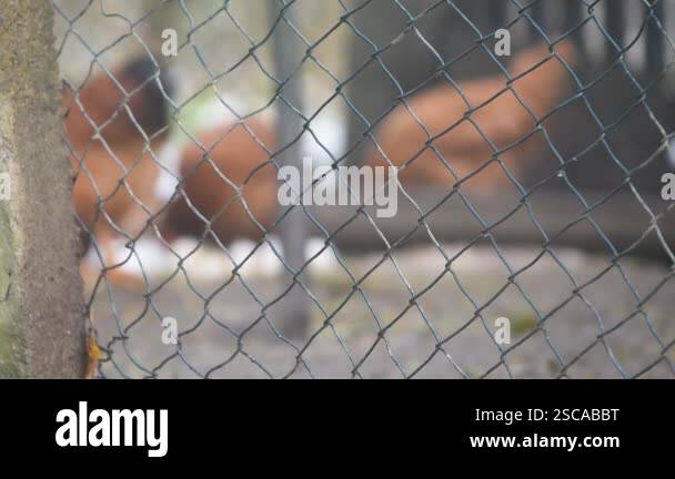 Zigzag wire fence pattern of chicken coop and chickens out of focus in ...