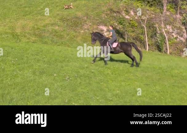 SLOW MOTION: Dark brown stallion and female rider galloping ...
