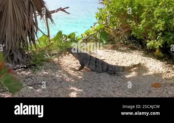 Iguana is watching at the beach coast shore with ocean view in the ...