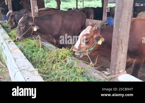 Fat and healthy black-brown cows are eating fresh green grass in the ...