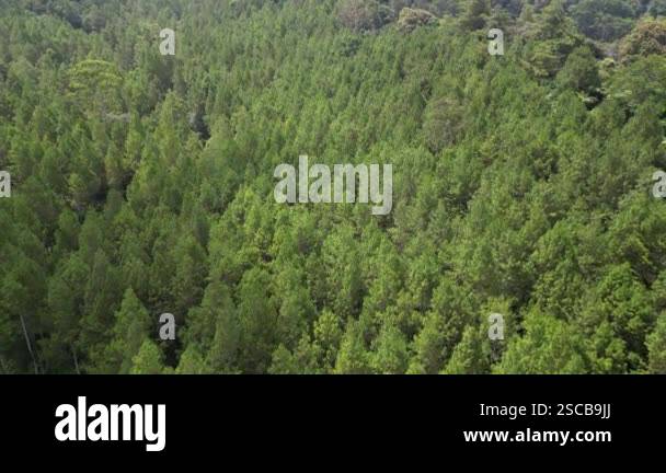 Aerial view from drone of dense tropical pine forest with lush green ...