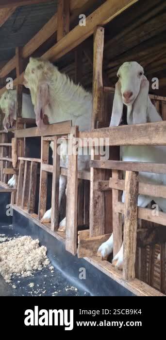 Vertical footage. This male and female goat with white fur and long ...