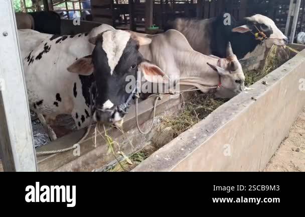 Fat and healthy white and black cows are eating fresh green grass and ...