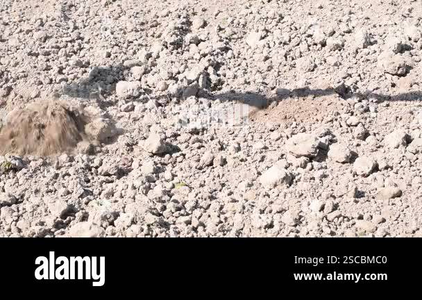 Close-up. Side view. A farmer uses a hoe to make shallow holes in the ...