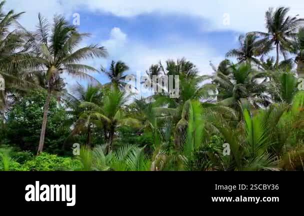 Nipa palms and towering coconut trees dominate the scene, set against a ...