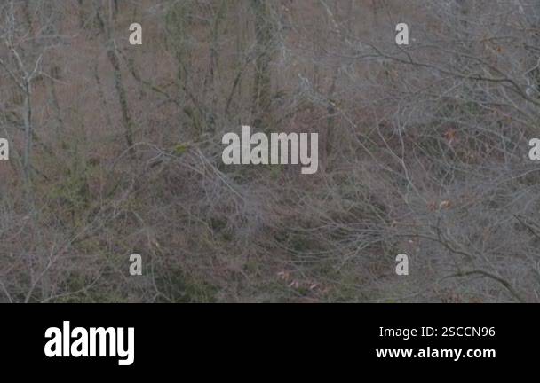 Aerial vertical pan from a tree trunk to a mountain stream. High ...