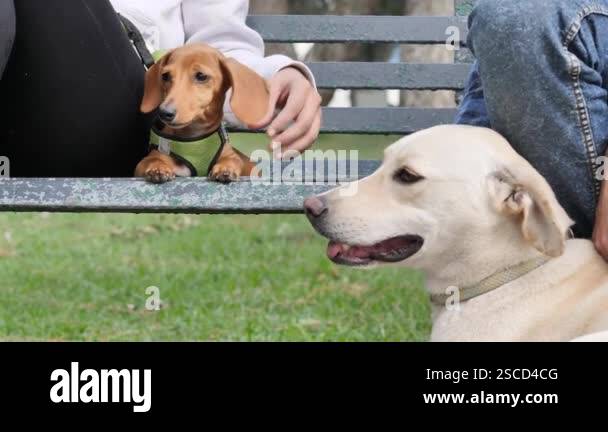 Dogs on bench Stock Videos & Footage - HD and 4K Video Clips - Alamy