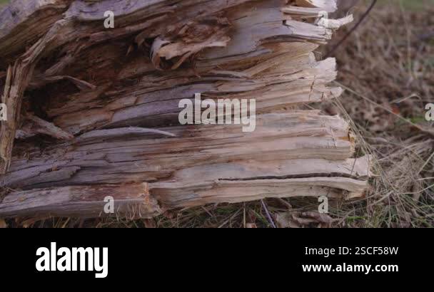 A close-up view of aged, broken wood logs with visible textures and ...
