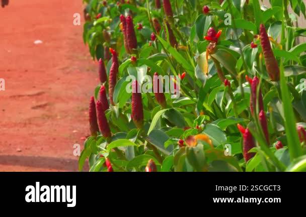 Cone shaped leaves Stock Videos & Footage - HD and 4K Video Clips - Alamy