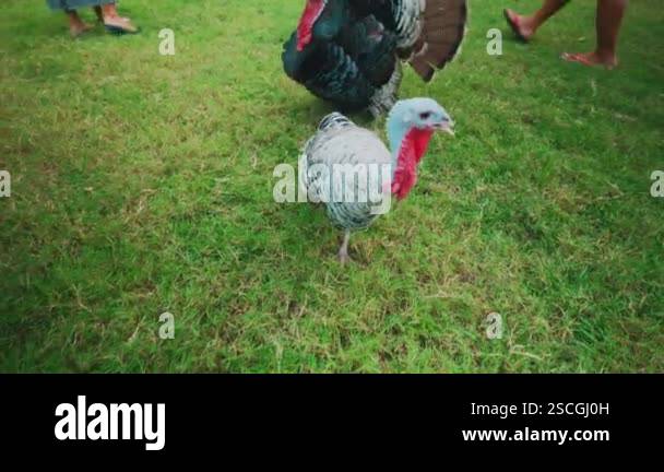 Two turkeys walking on green grass, one is black with a fan of feathers ...