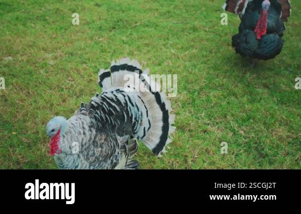 Two turkeys walking on green grass, one with a distinctive feather ...