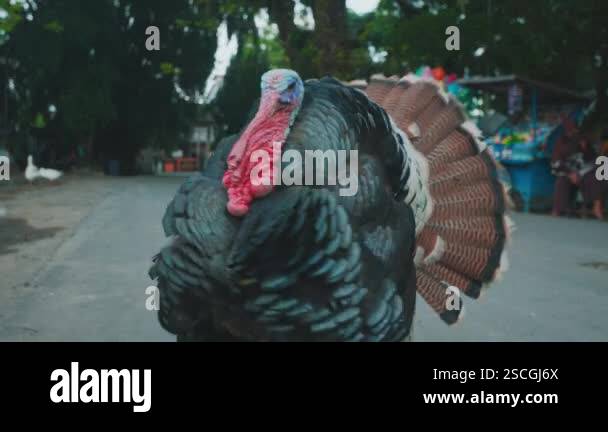 A close-up view of a turkey with colorful feathers, set in an outdoor ...